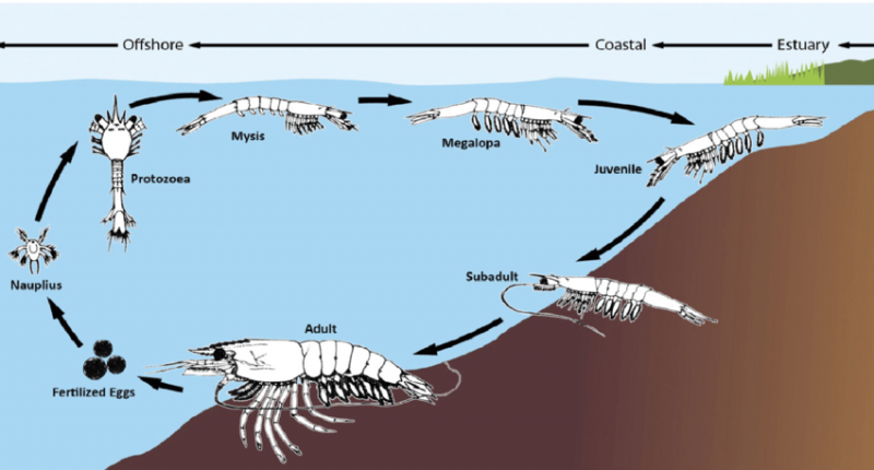 Vannamei shrimp Specification in Iran's shrimp market | Shrimpy Co.